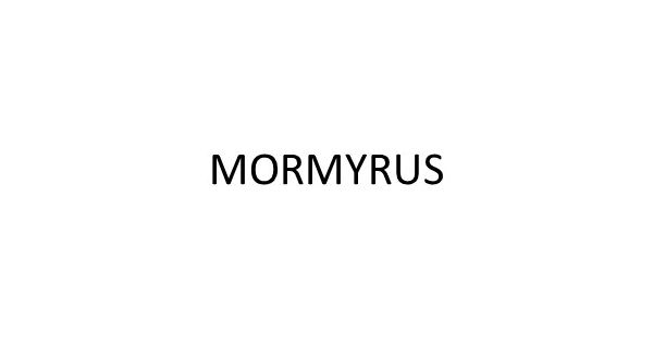MORMYRUS（モルミルス）通販 - HAPPY PLUS STORE